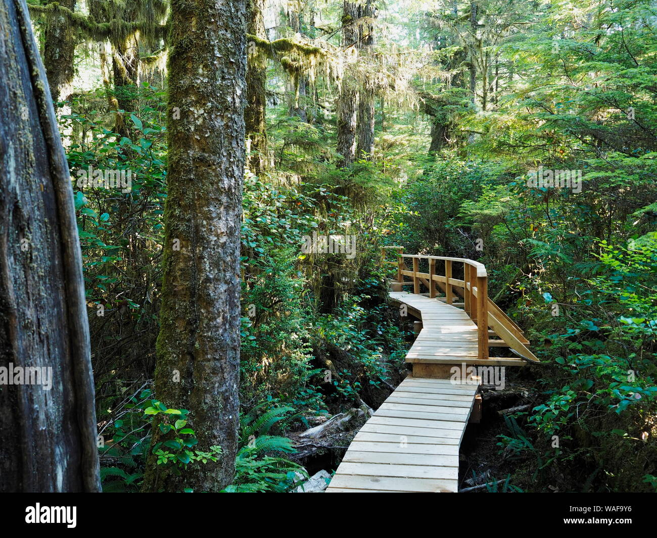 Boardwalk trail through the Pacific Rim National Park rainforest ...