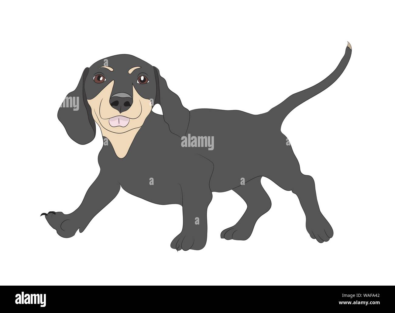 dachshund stands, dog, vector, white background Stock Vector Image ...