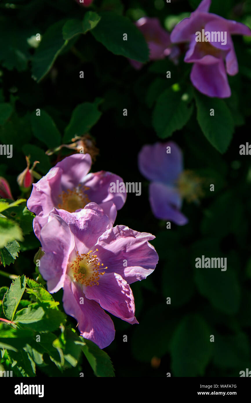 Pink garden roses pattern closeup. A beautiful Bush of pink roses on ...