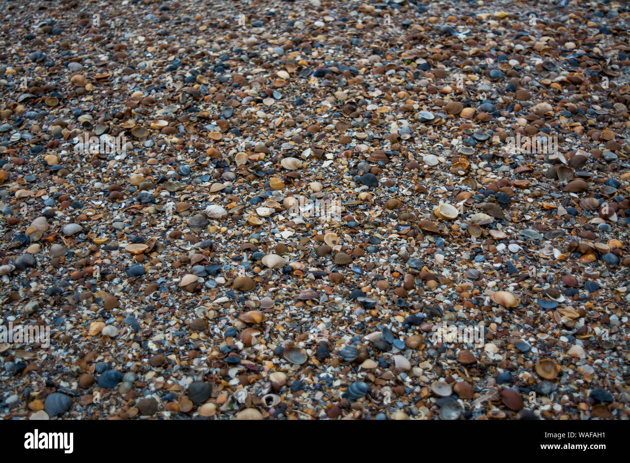 Shells at the Beach Stock Photo - Alamy