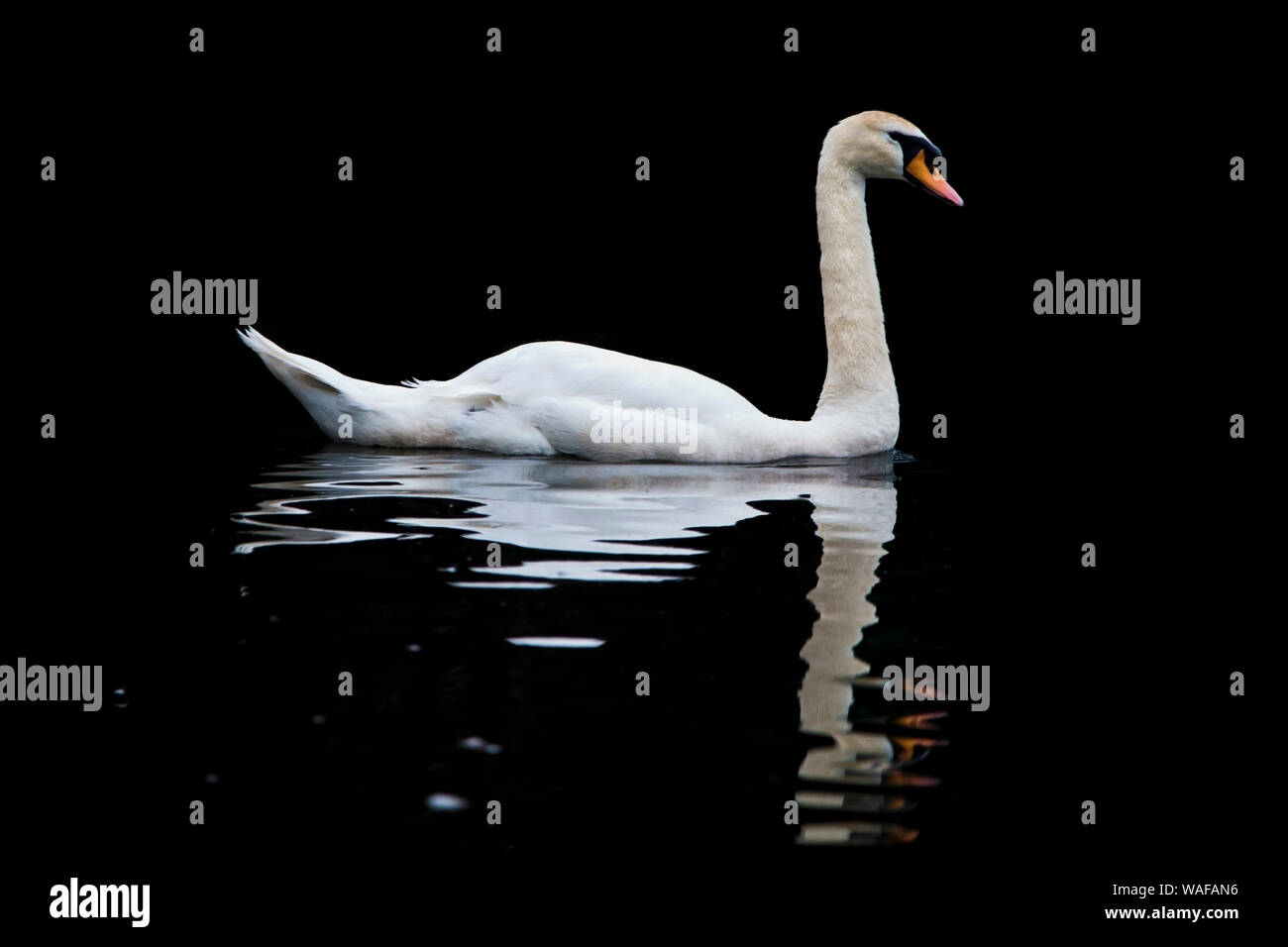 Swan in colour hi-res stock photography and images - Alamy