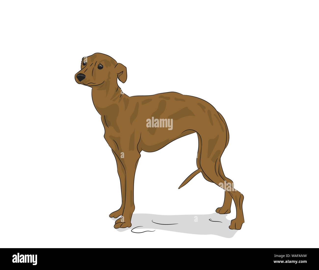 dog is a brown vector, White background Stock Vector Image & Art - Alamy