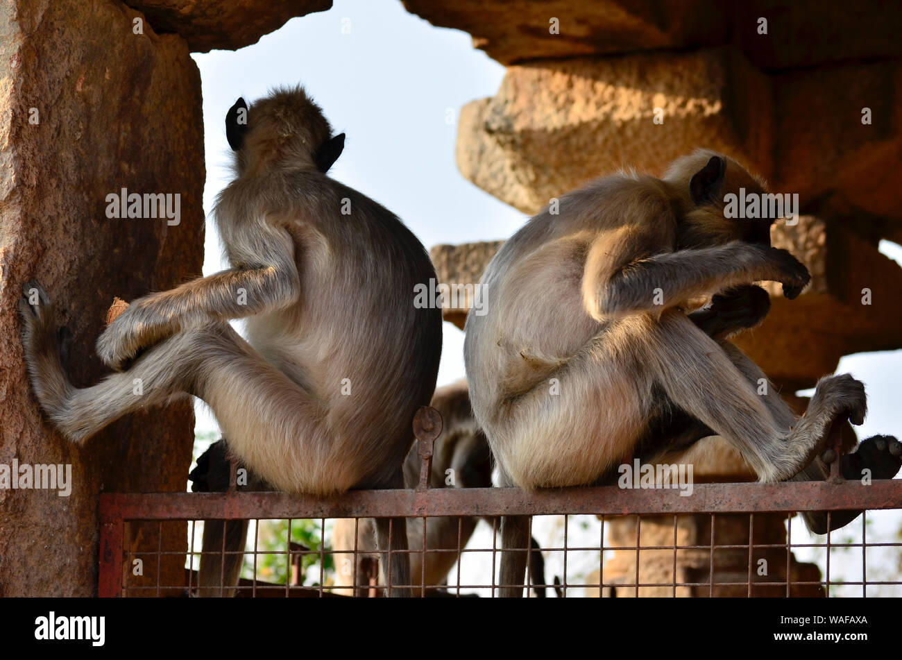 Indian monkeys resting and eating in the shadow of a temple Stock Photo ...