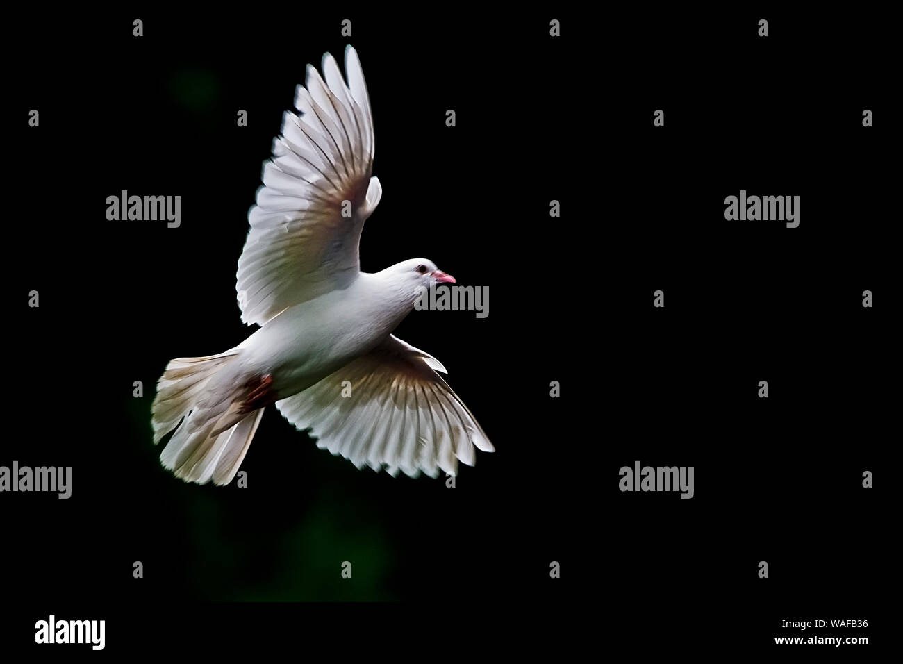 Wings of a Pigeon Stock Photo - Alamy