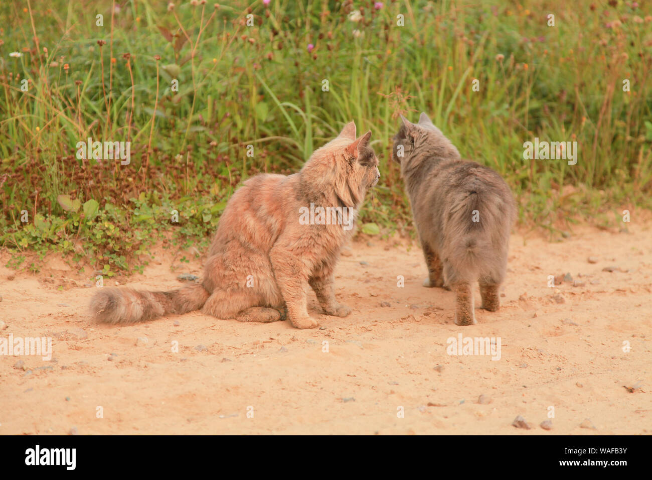 Two Animals Together