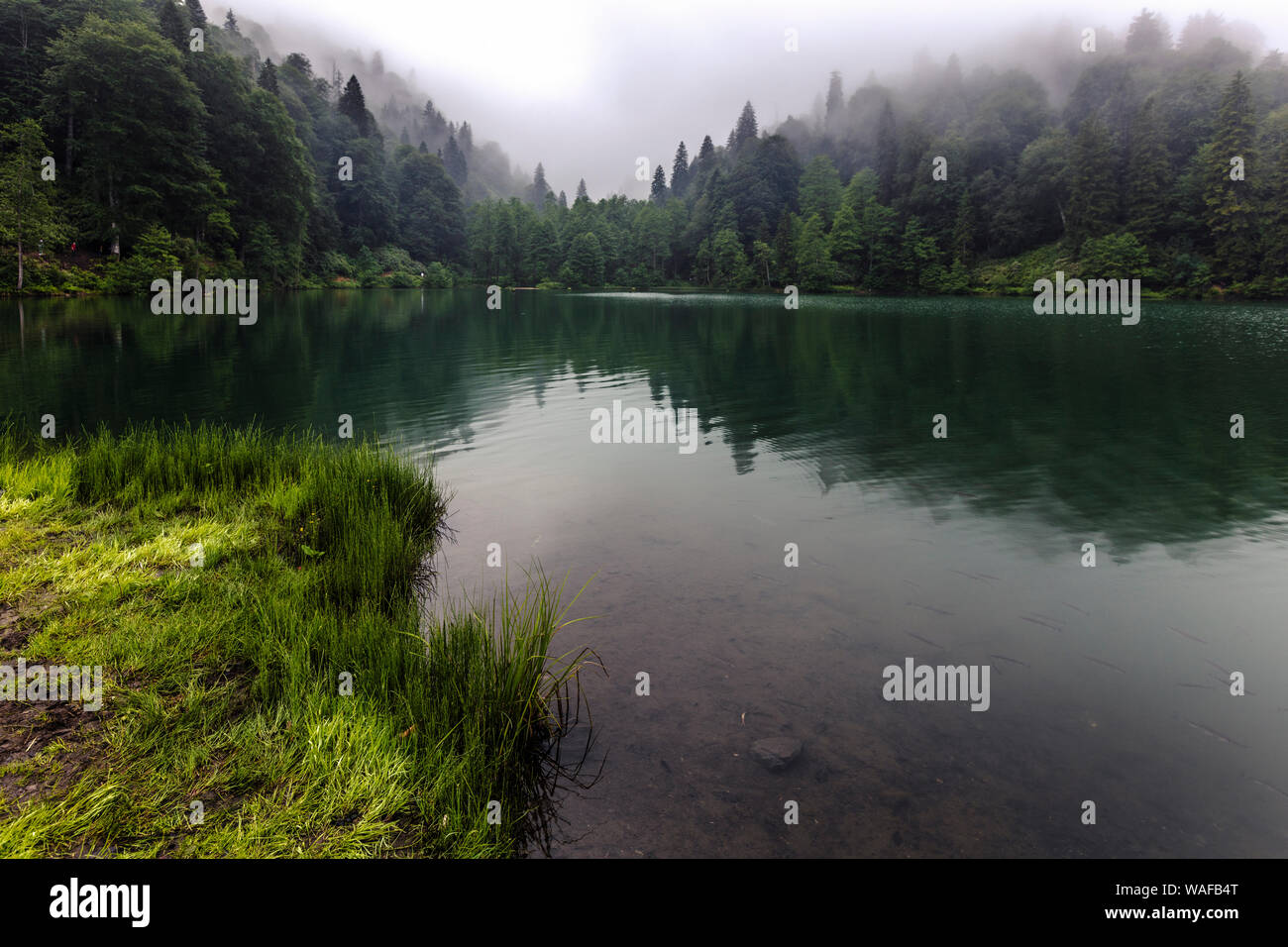 Small lake in misty green forest Stock Photo - Alamy