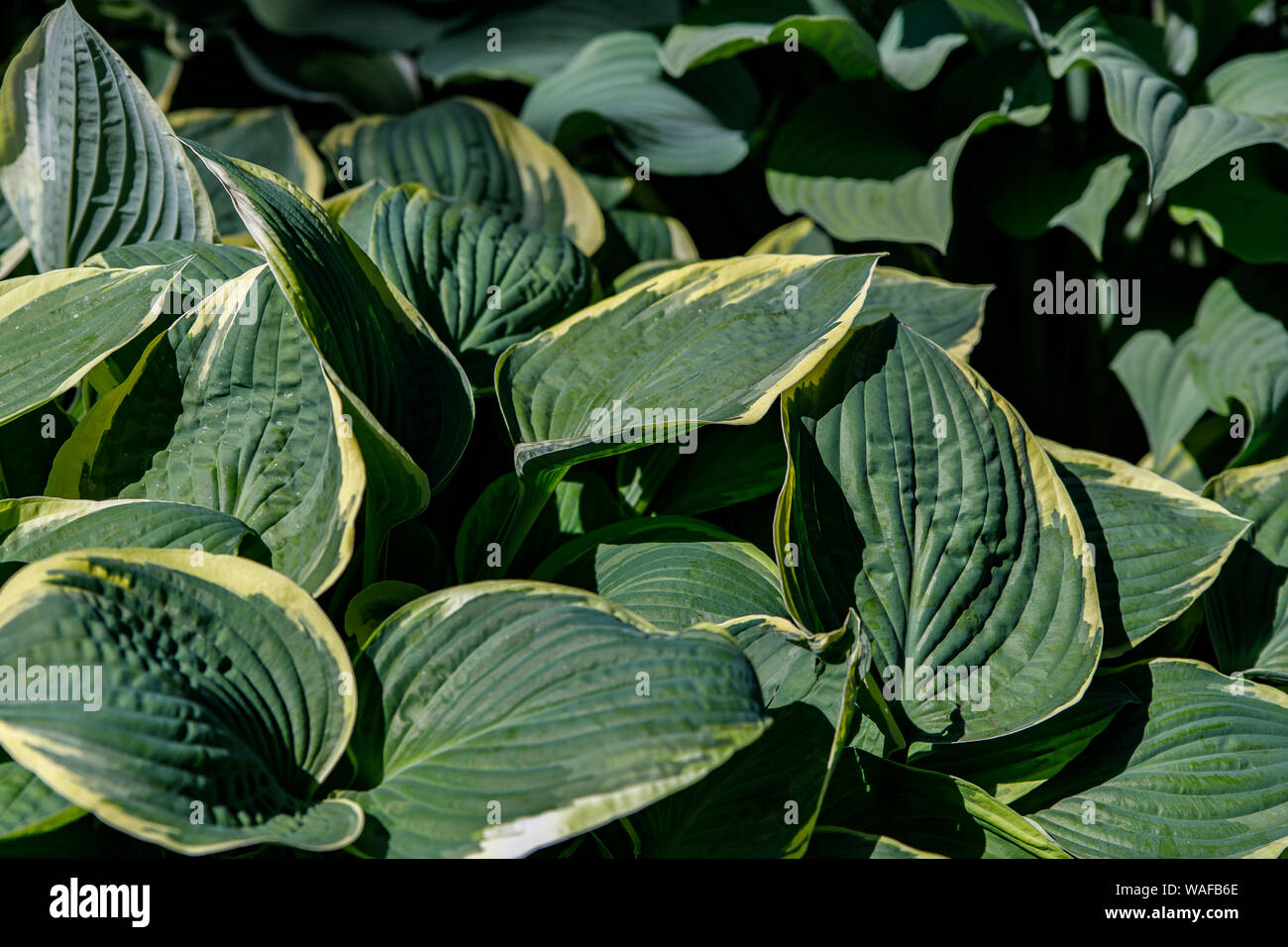 A hosta with leaves with a yellow border as a background. Varieties ...