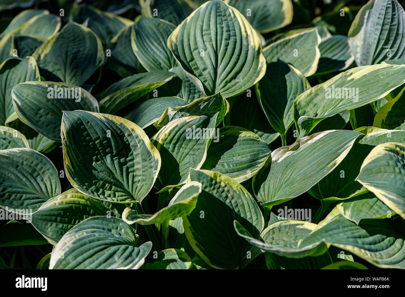 A hosta with leaves with a yellow border as a background. Varieties ...