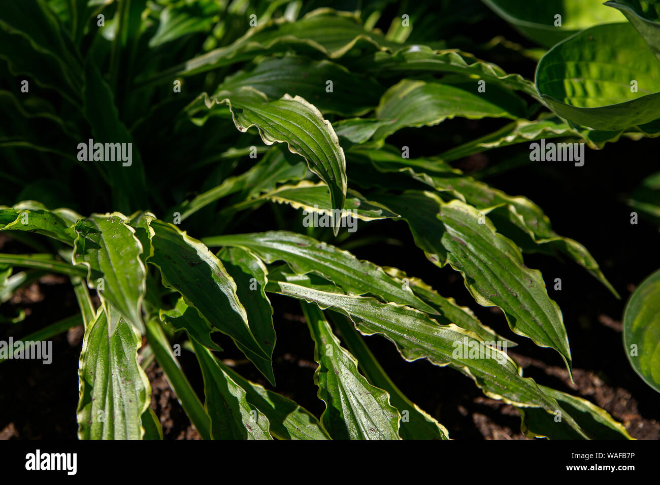 Elongated leaves hi-res stock photography and images - Alamy