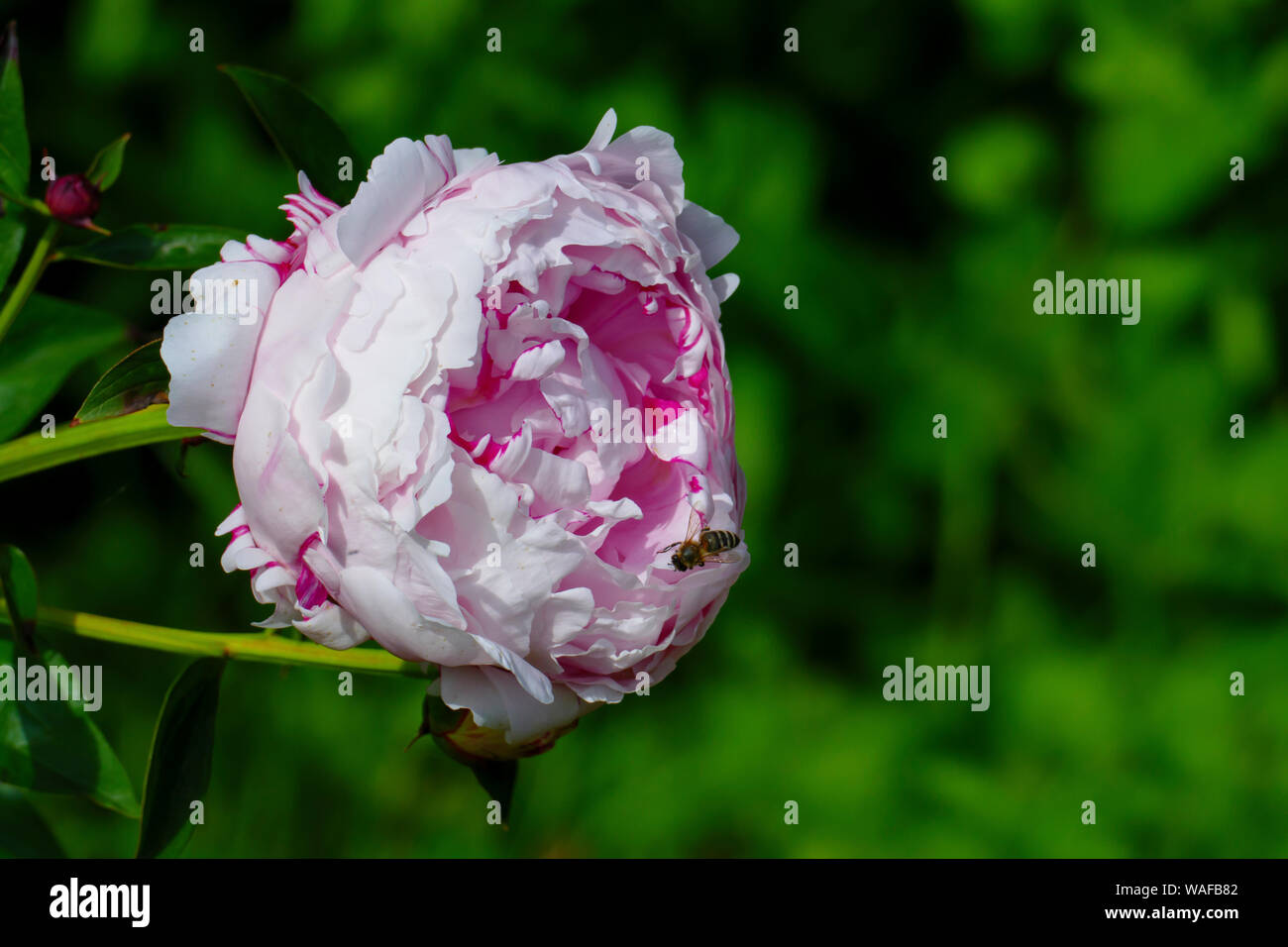 Blumenstrauss edel hi-res stock photography and images - Alamy