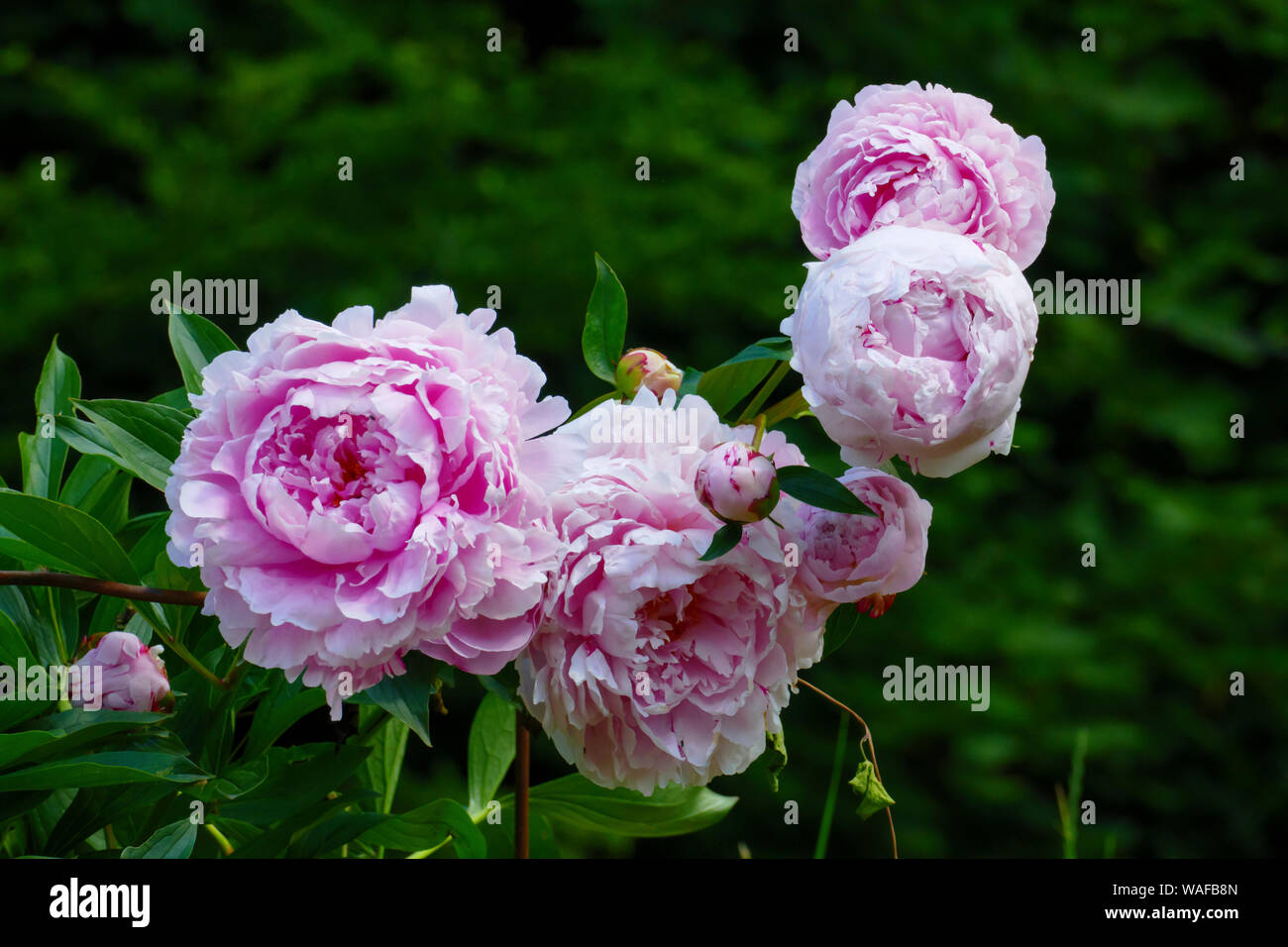 Edel pfingstrose hi-res stock photography and images - Alamy