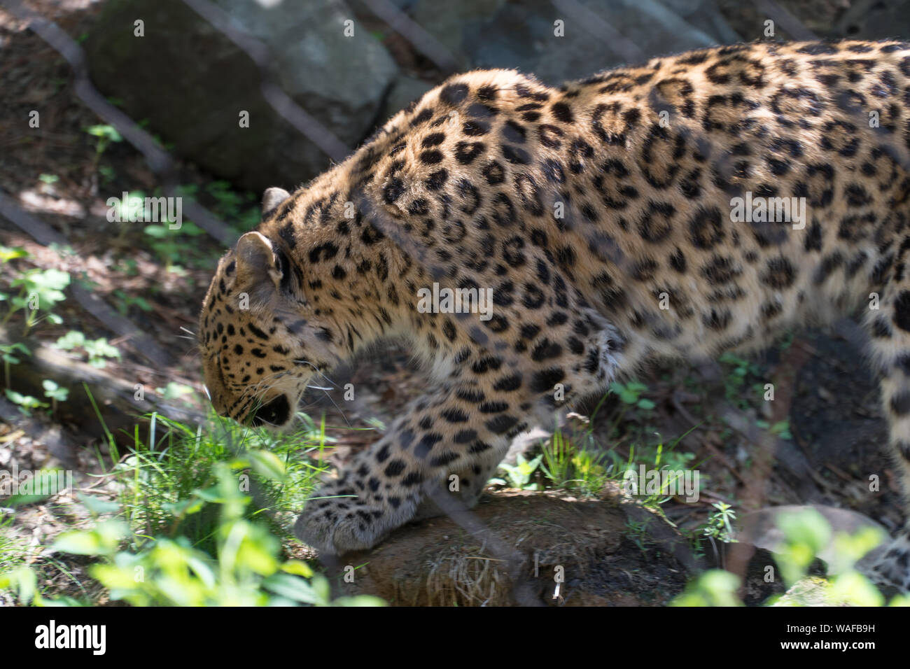 Jungle cat cheetah on display in park zoo for tourists and visitors to ...