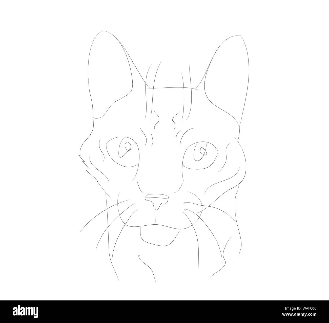 vector illustration cat portrait, lines, vector, white background, cat ...