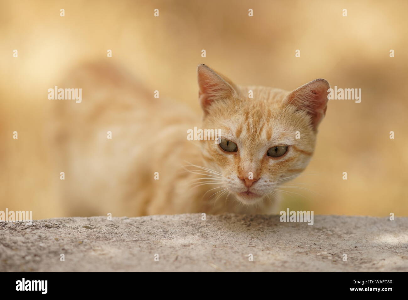 smooth-haired striped red cat portrait, for the first time sees his ...