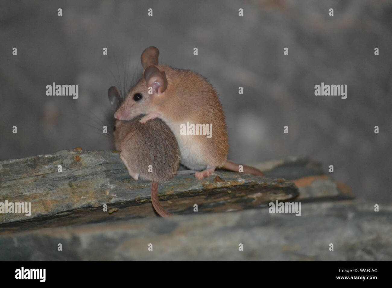 squirrel rat and hedgehog Stock Photo - Alamy