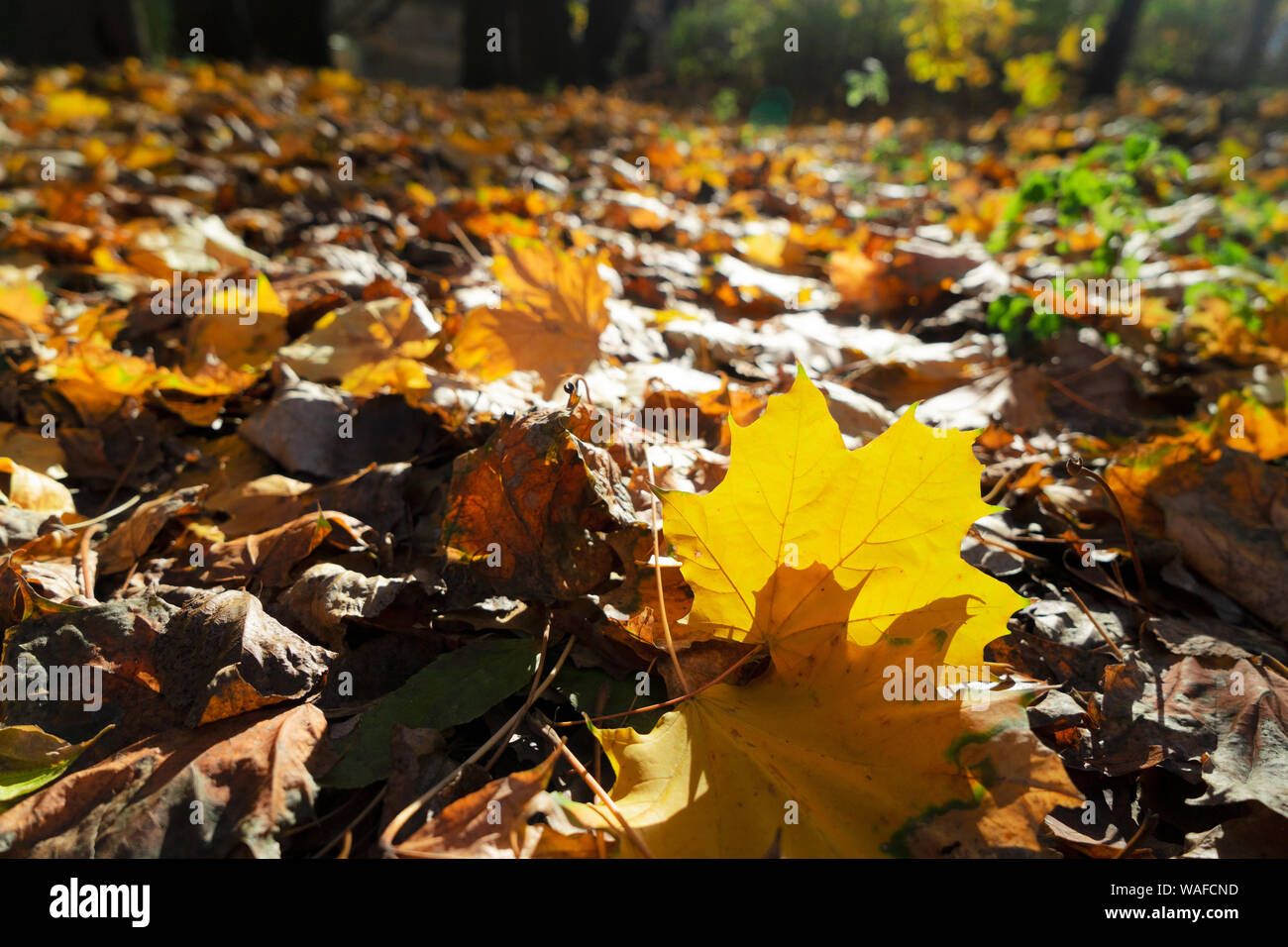 Vibrant fall foliage Stock Photo - Alamy