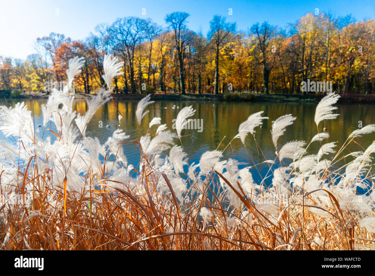 Vibrant fall foliage Stock Photo - Alamy