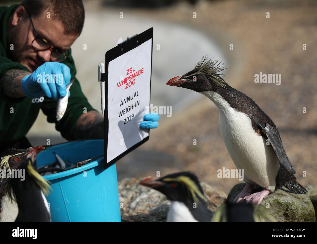 Keeper George with northern rockhopper penguins during the annual weigh ...