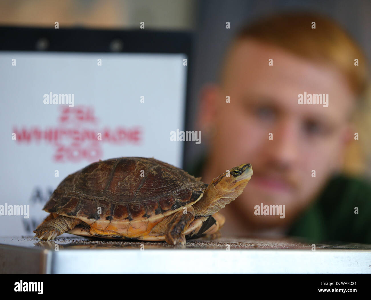 Mccords box turtle hi-res stock photography and images - Alamy