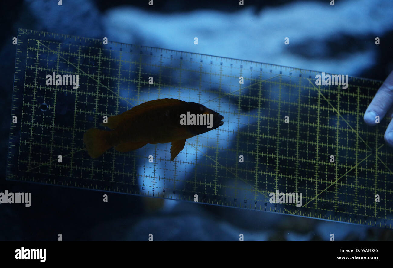 A lemon cichlid fish being measured during the annual weigh-in at ...