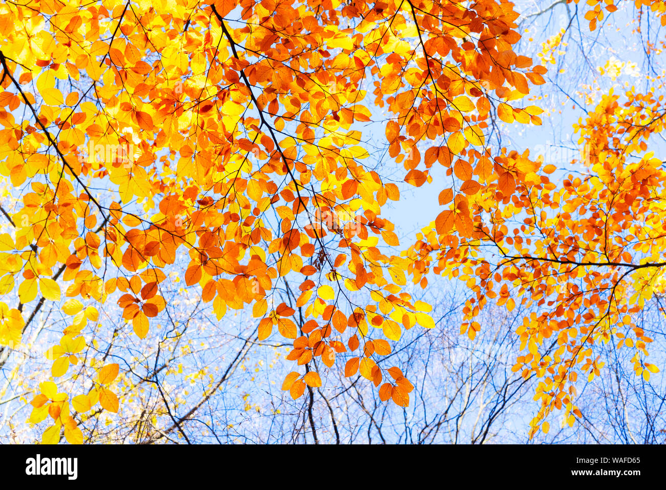 fall maple leaves Stock Photo - Alamy