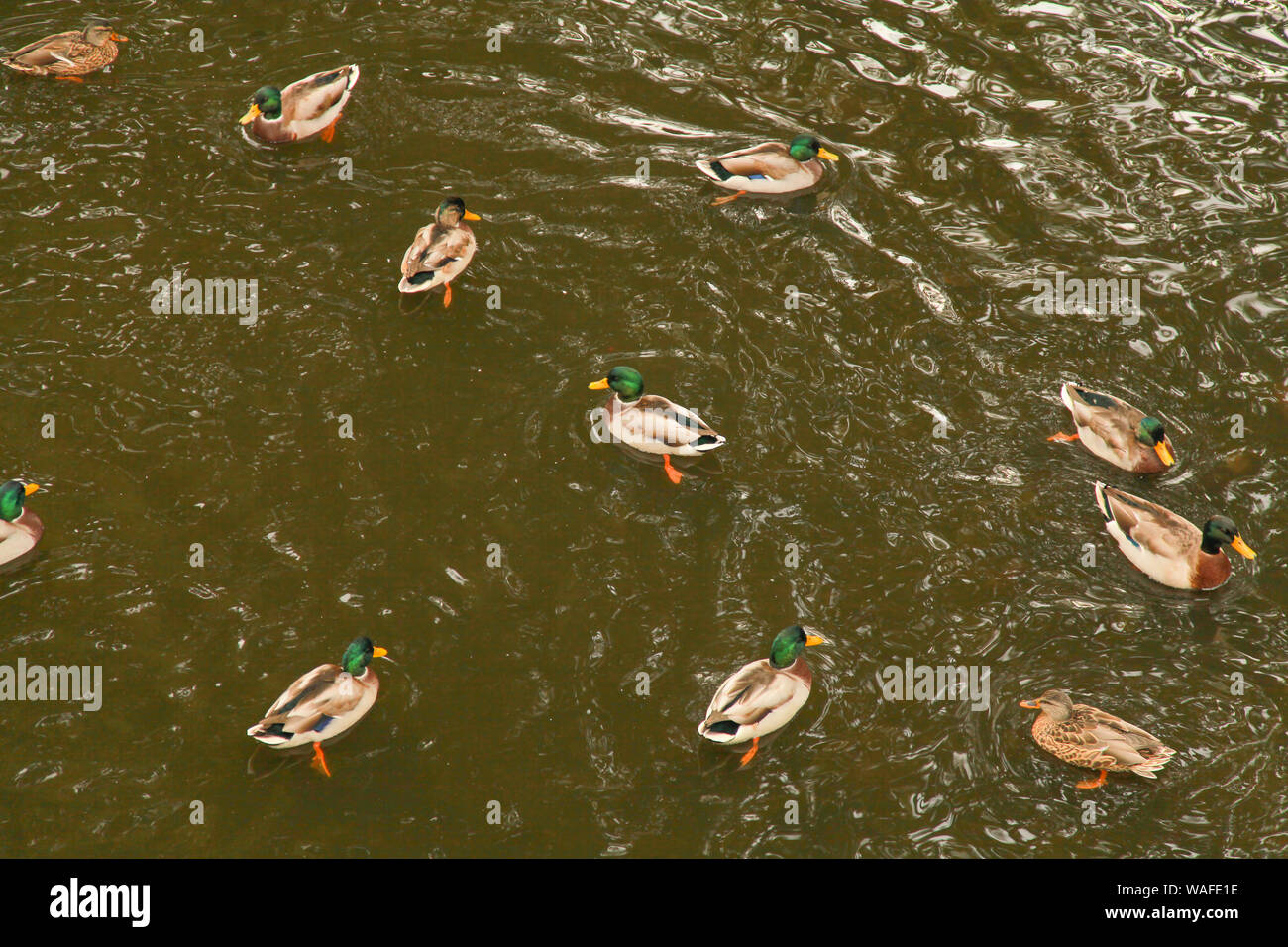green headed ducks in natural environment many birds Stock Photo - Alamy