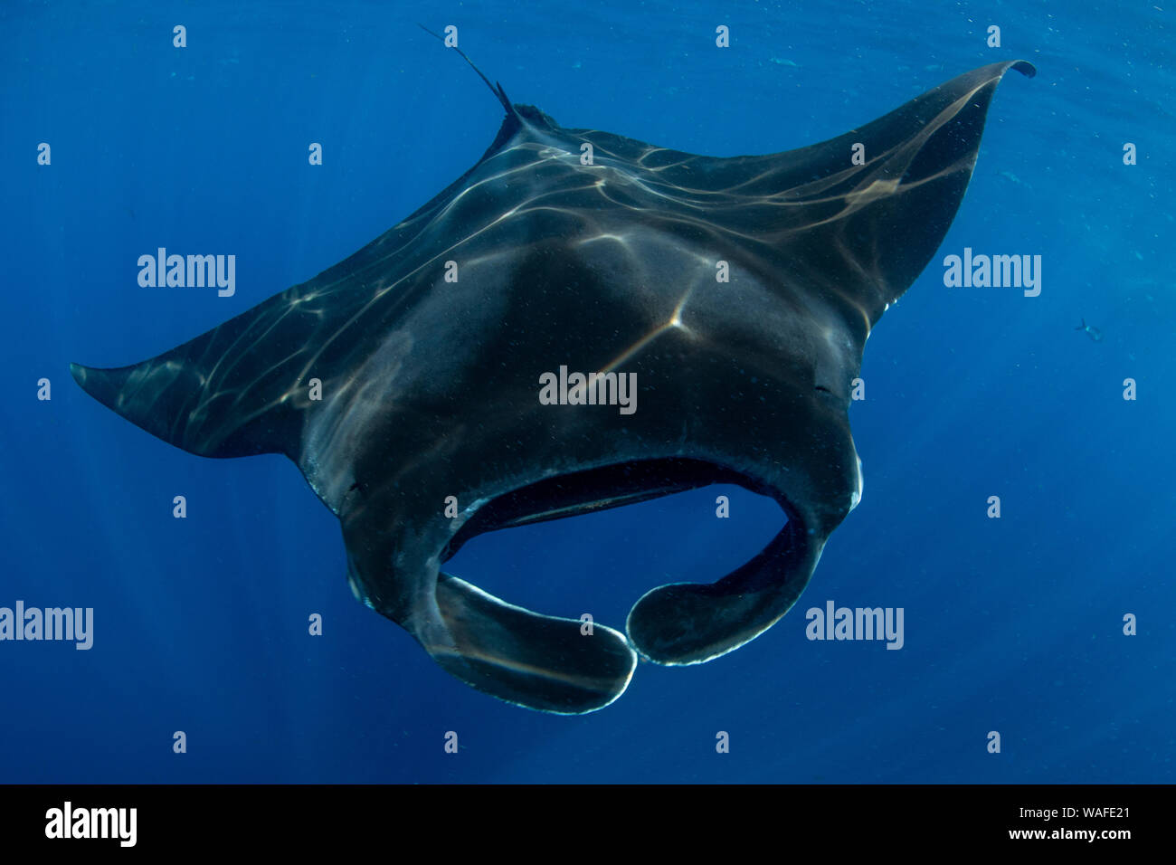 Manta ray in blue hi-res stock photography and images - Alamy