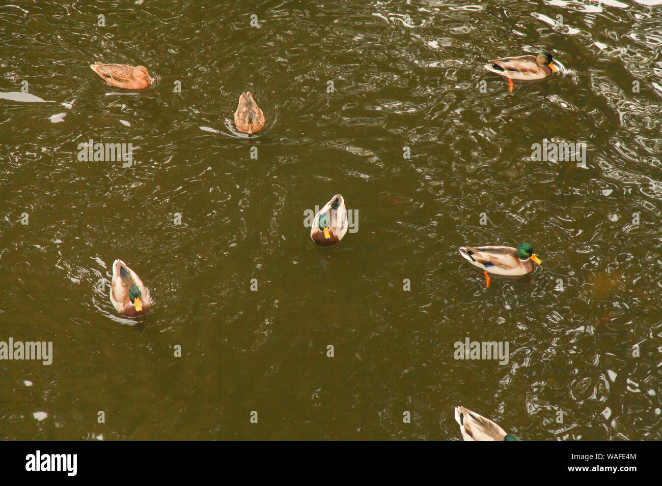 green headed ducks in natural environment many birds Stock Photo - Alamy