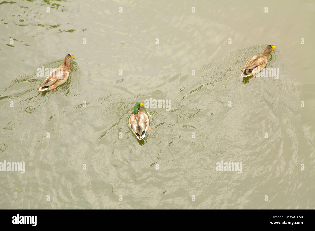 green headed ducks in natural environment many birds Stock Photo - Alamy