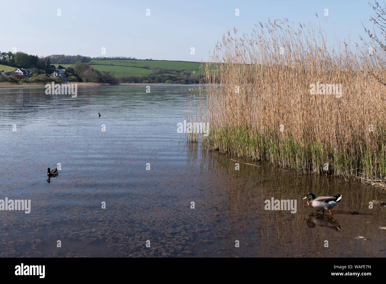 Devon ducks hi-res stock photography and images - Alamy