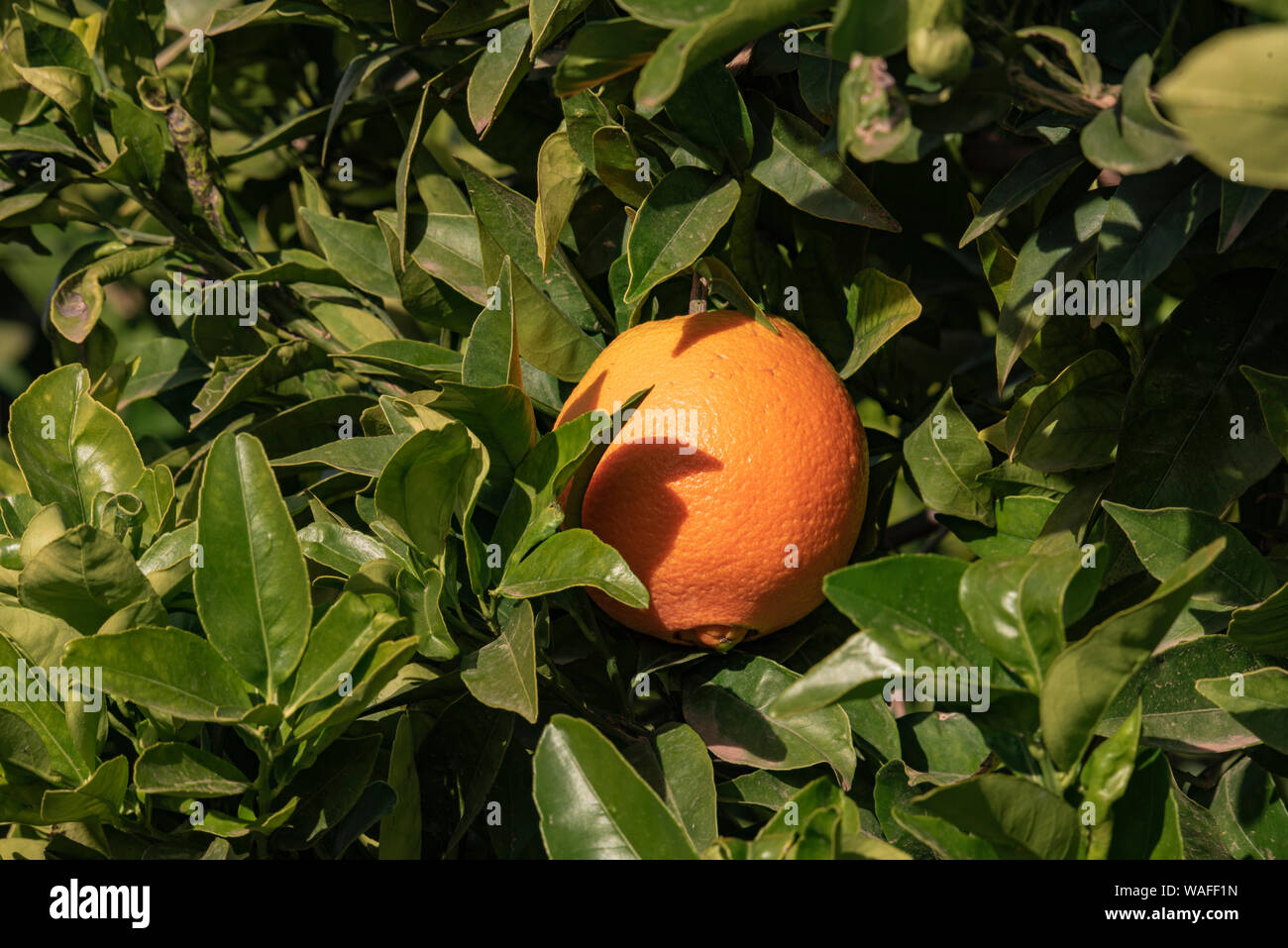 A big juicy orange hanging on a plantation - Close-up Stock Photo - Alamy
