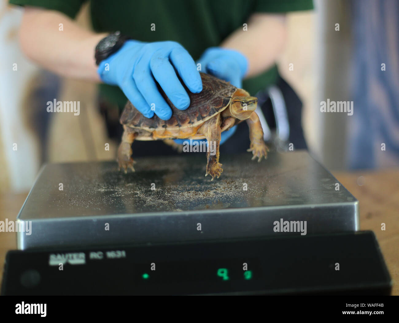 Mccords Box Turtle High Resolution Stock Photography and Images - Alamy