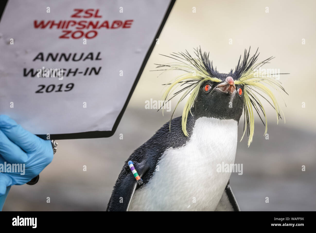 ZSL Whipsnade Zoo, Bedfordshire, UK, 20th Aug 2019. The gang of ...