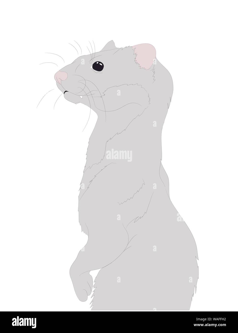 Ferret Standing Drawing