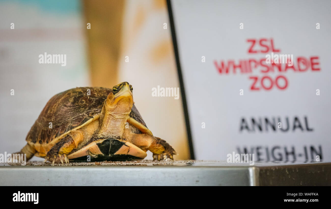ZSL Whipsnade Zoo, Bedfordshire, UK, 20th Aug 2019. Keeper Tyrone takes ...