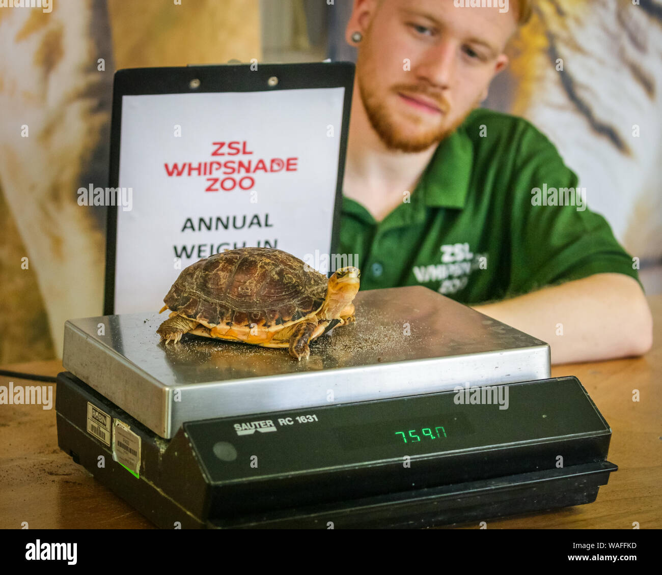 ZSL Whipsnade Zoo, Bedfordshire, UK, 20th Aug 2019. Keeper Tyrone takes ...