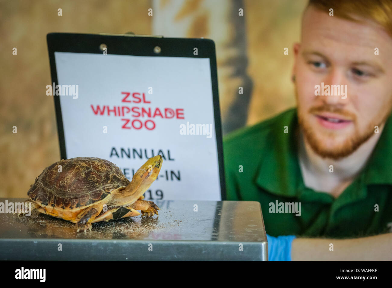 ZSL Whipsnade Zoo, Bedfordshire, UK, 20th Aug 2019. Keeper Tyrone takes ...