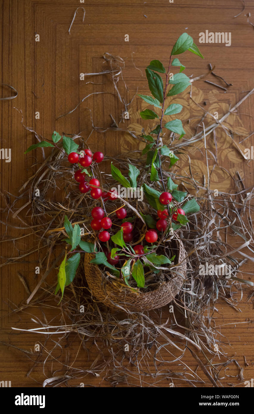 Indoor christmas plants hi-res stock photography and images - Alamy
