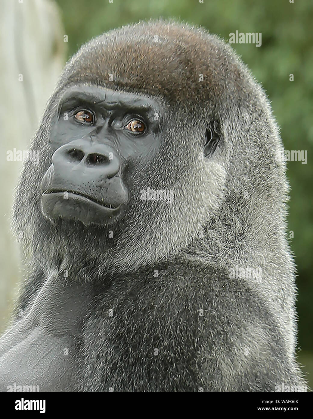 Chest hairy man portrait hi-res stock photography and images - Alamy