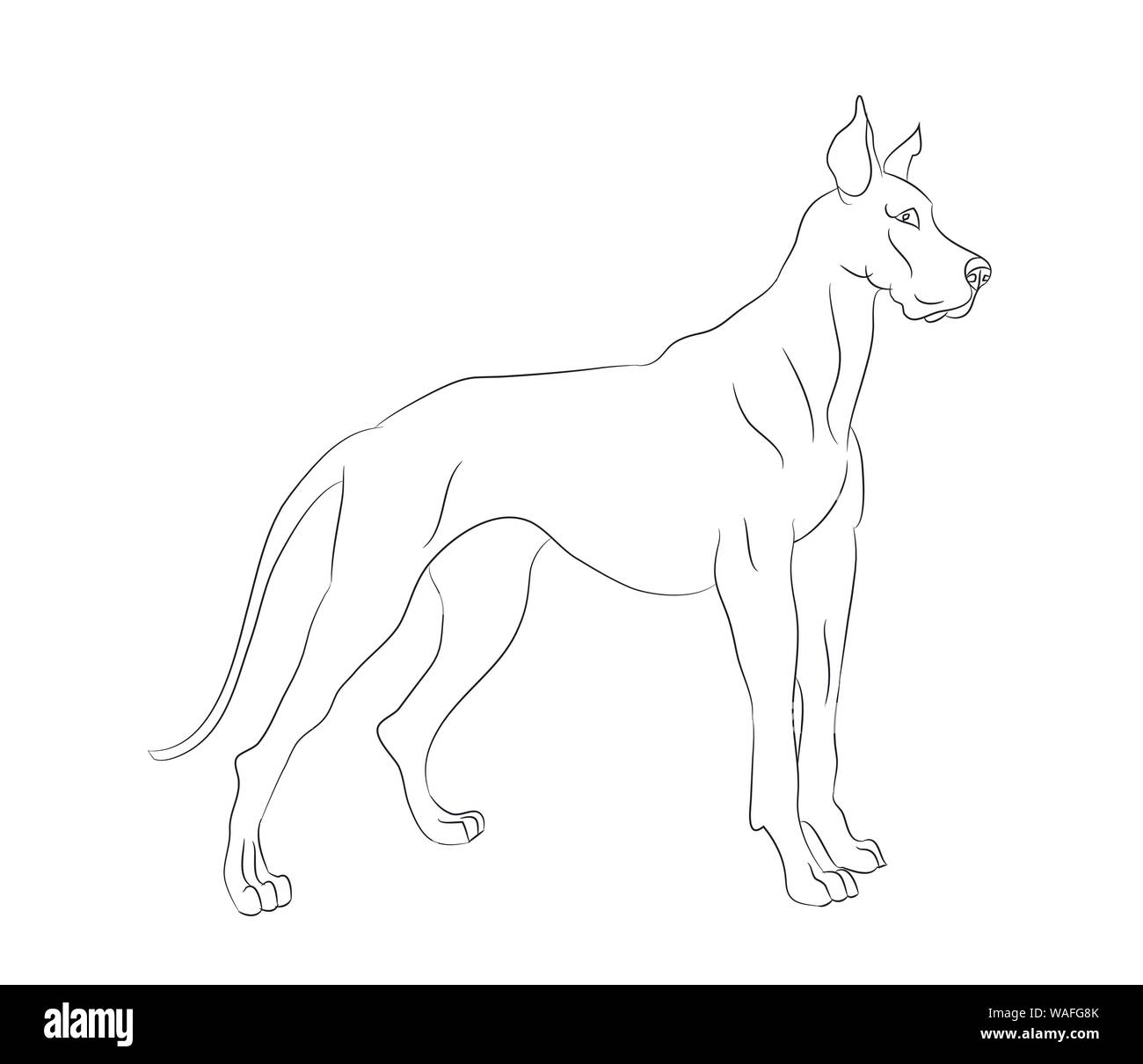 dog stands lines, vector, white background, dog stands Stock Vector ...