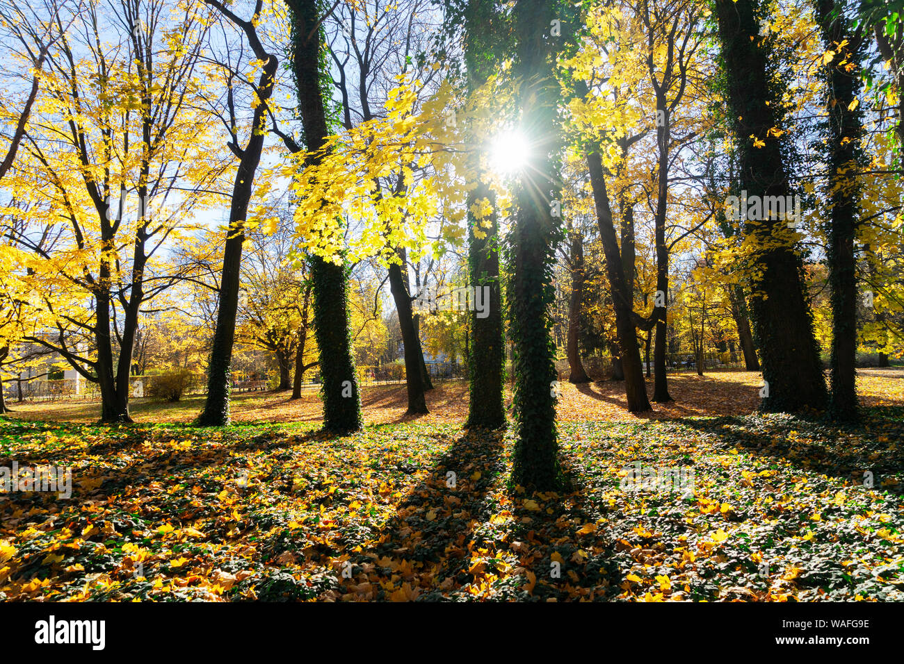 Vibrant fall foliage Stock Photo - Alamy