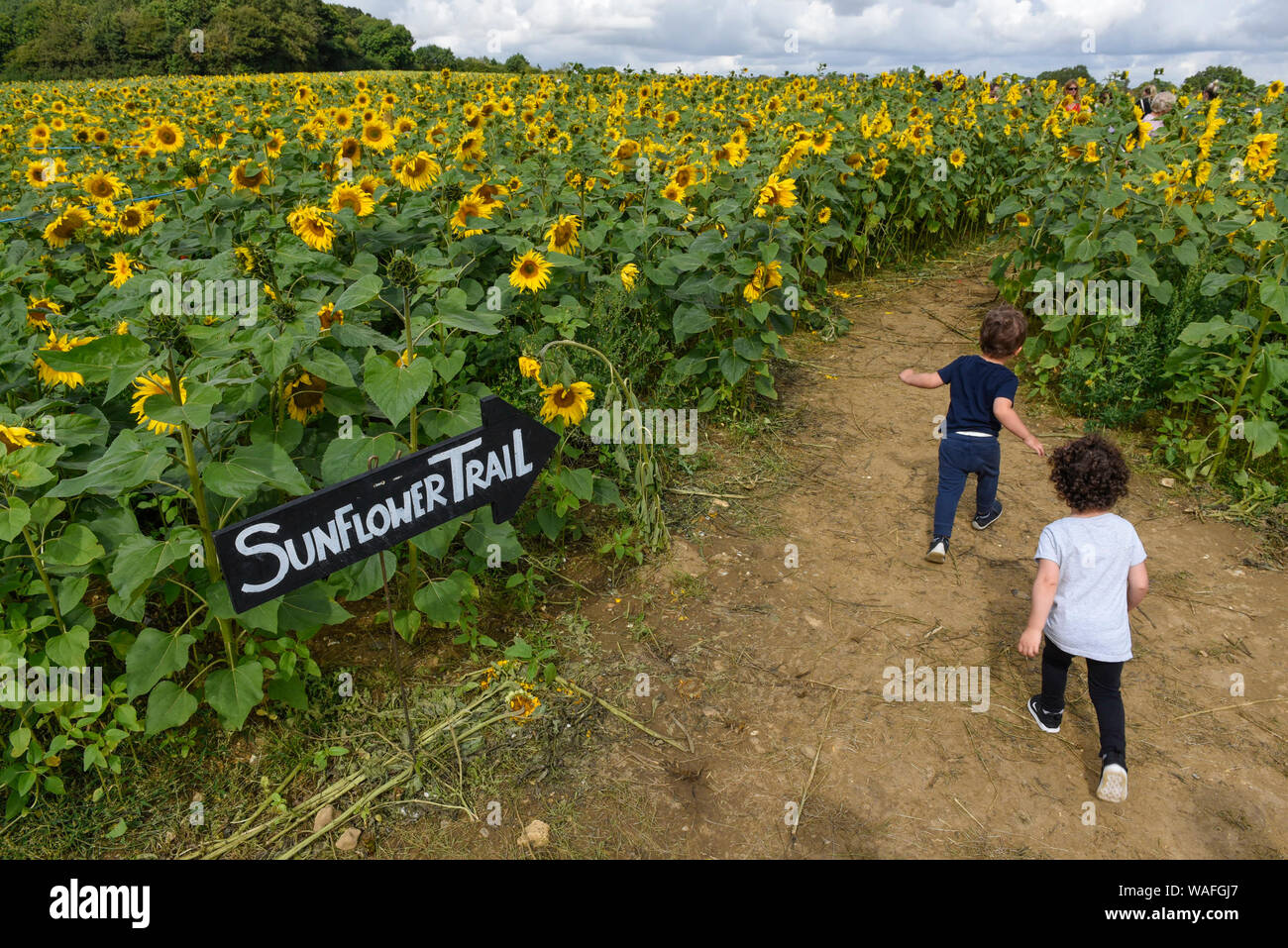 St Albans, UK. 20 August 2019. UK Weather: Max, 2, and Halllie, 3, run ...