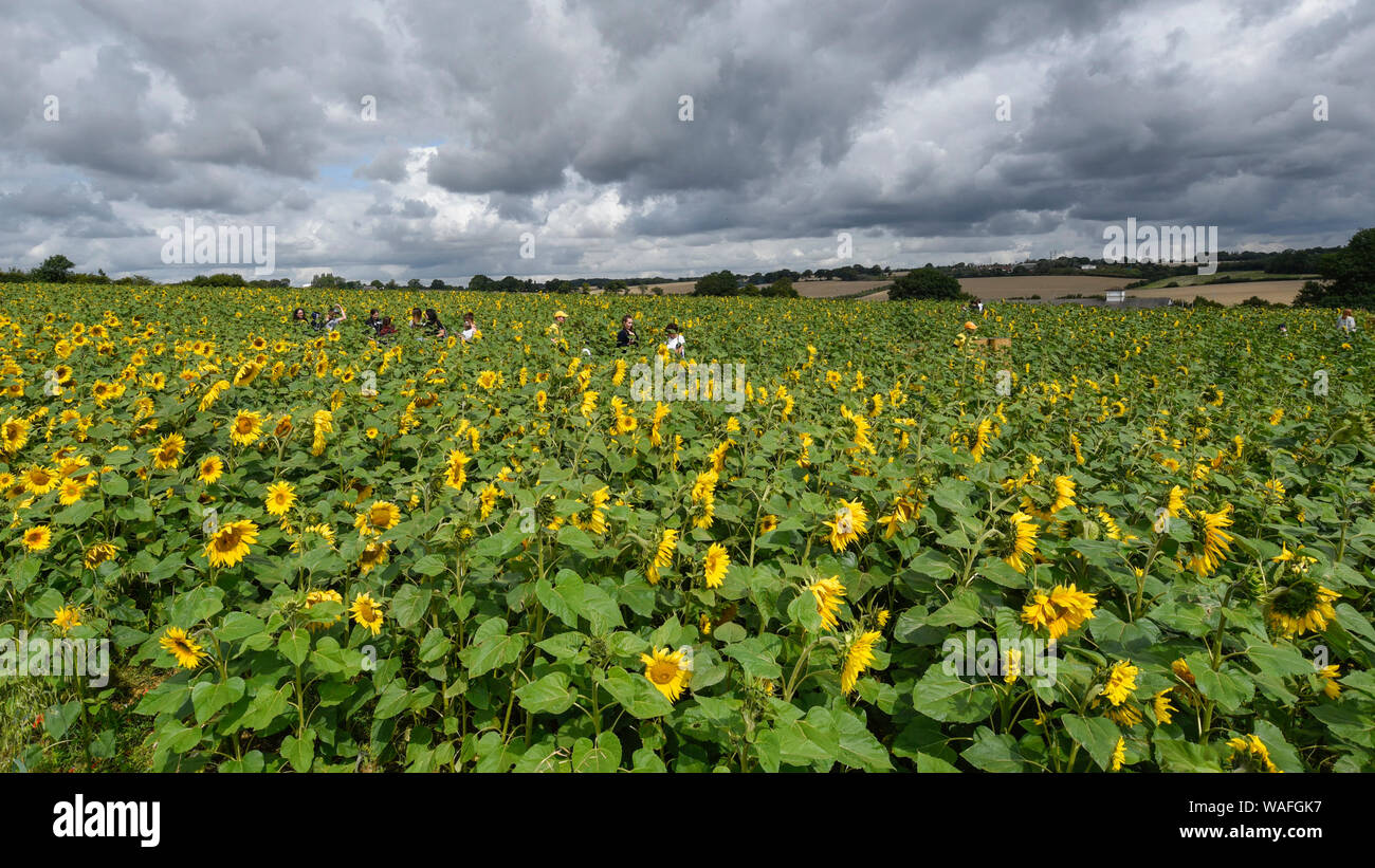 St Albans, UK. 20 August 2019. UK Weather: Sunflowers on a dry day at ...