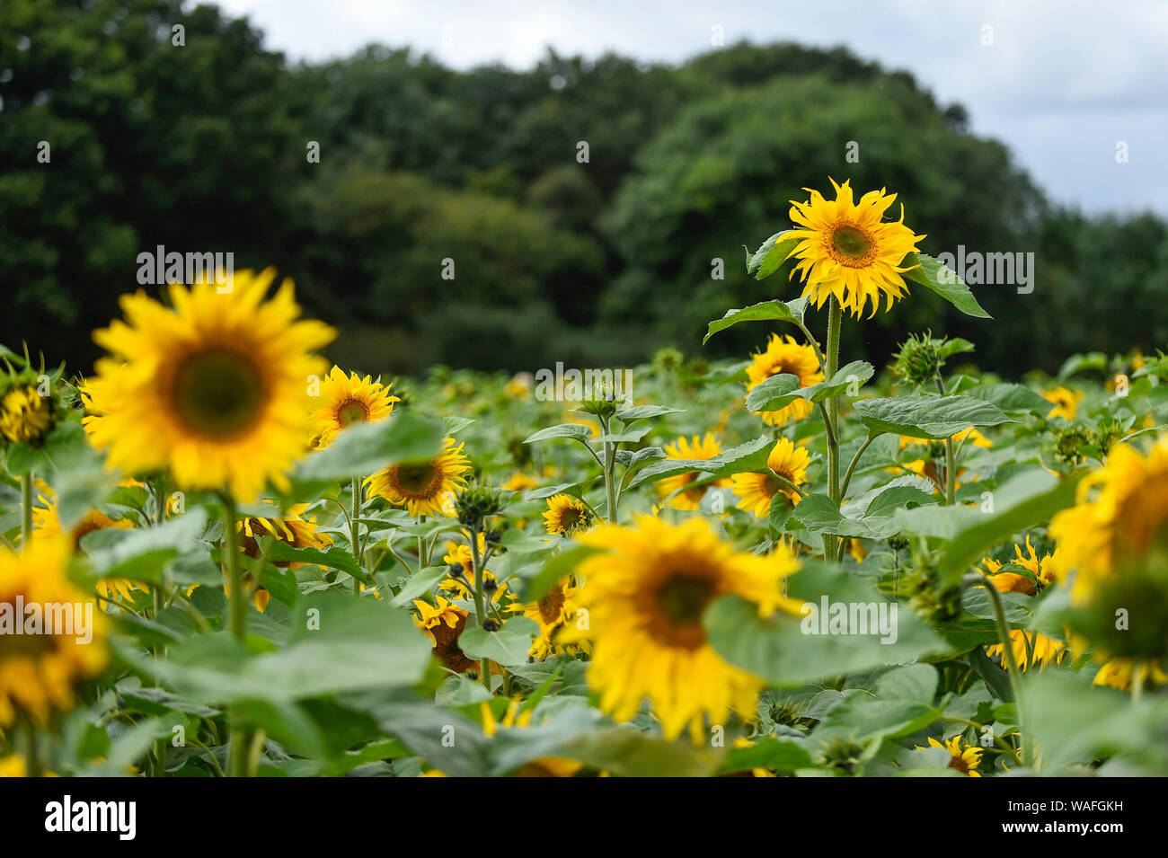 Ian pigott hi-res stock photography and images - Alamy