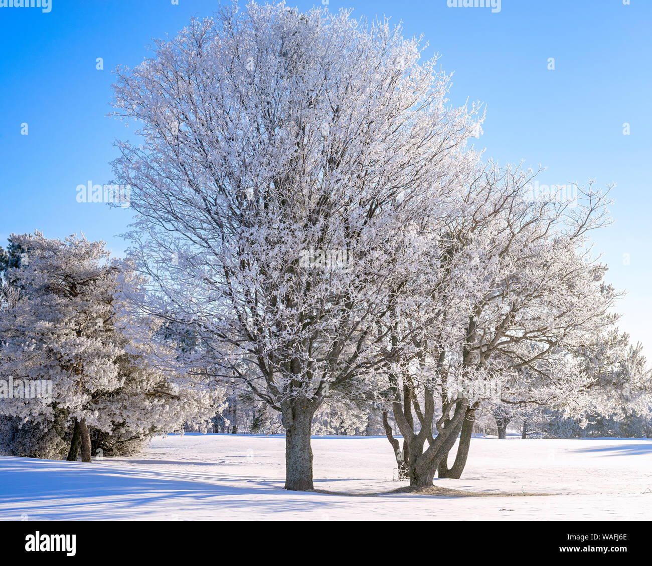 Frost covered trees in the landscape Stock Photo - Alamy