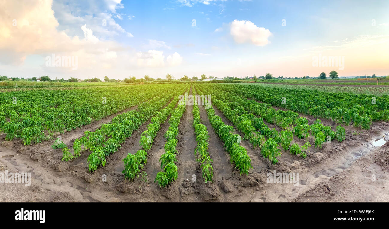 Panoramic photo of a beautiful agricultural view with pepper ...
