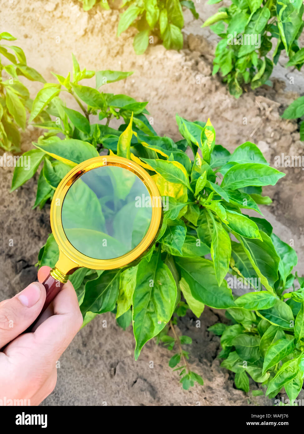 Scientist magnifying glass leaf hi-res stock photography and images - Alamy