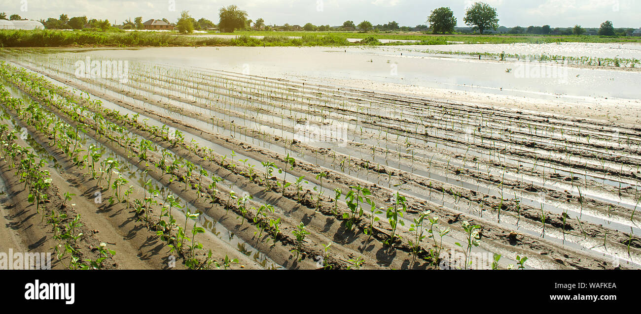 Agricultural land affected by flooding. Flooded field. The consequences ...