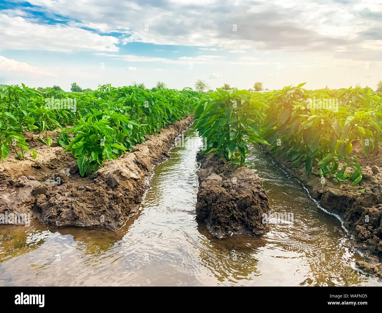 Traditional Irrigation