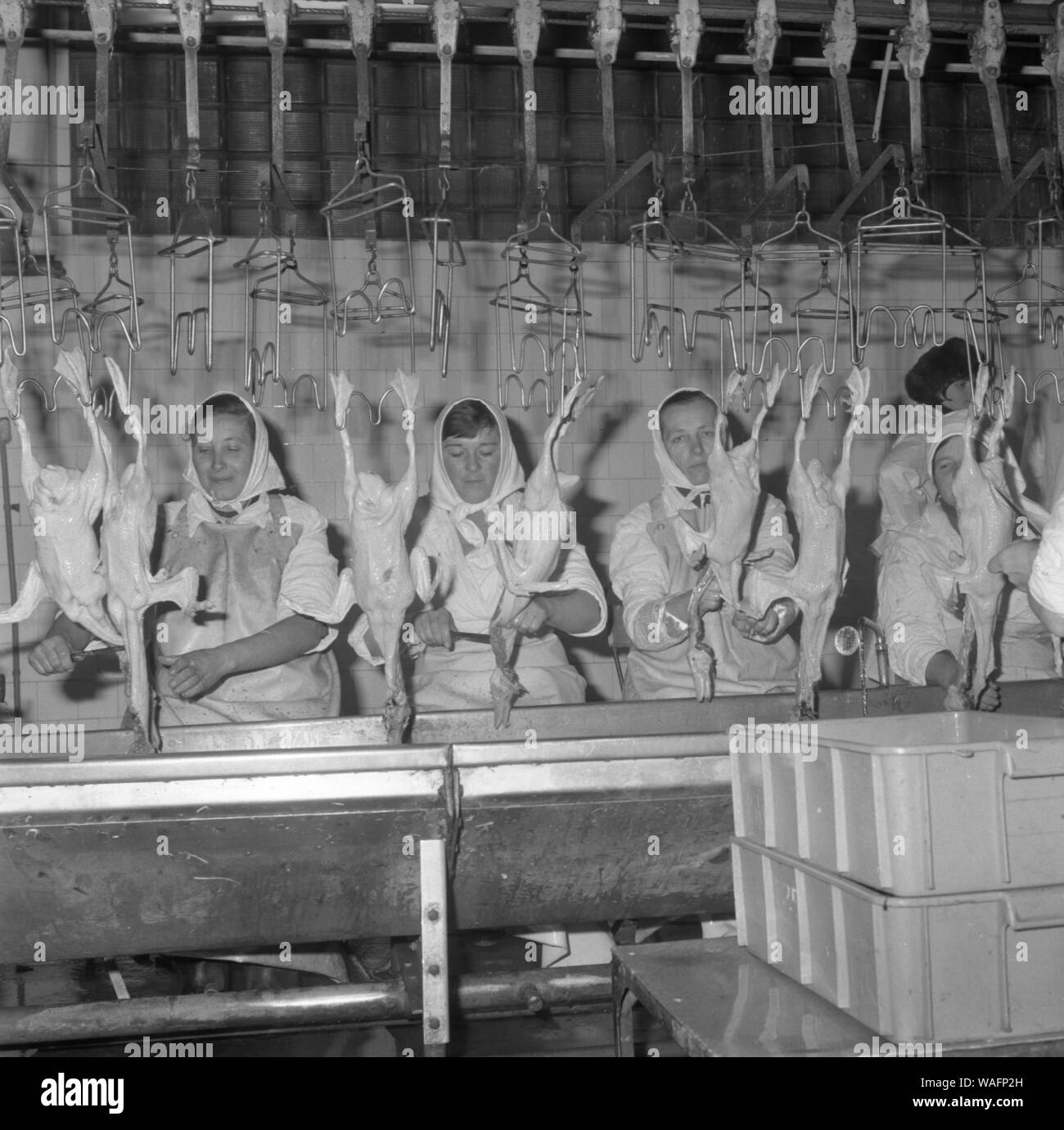 Poultry Processing Plant High Resolution Stock Photography and Images ...